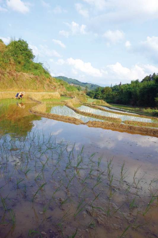 Rice Harmony: Growing an Organic CSA in the Pearl River Delta – 360 by bike